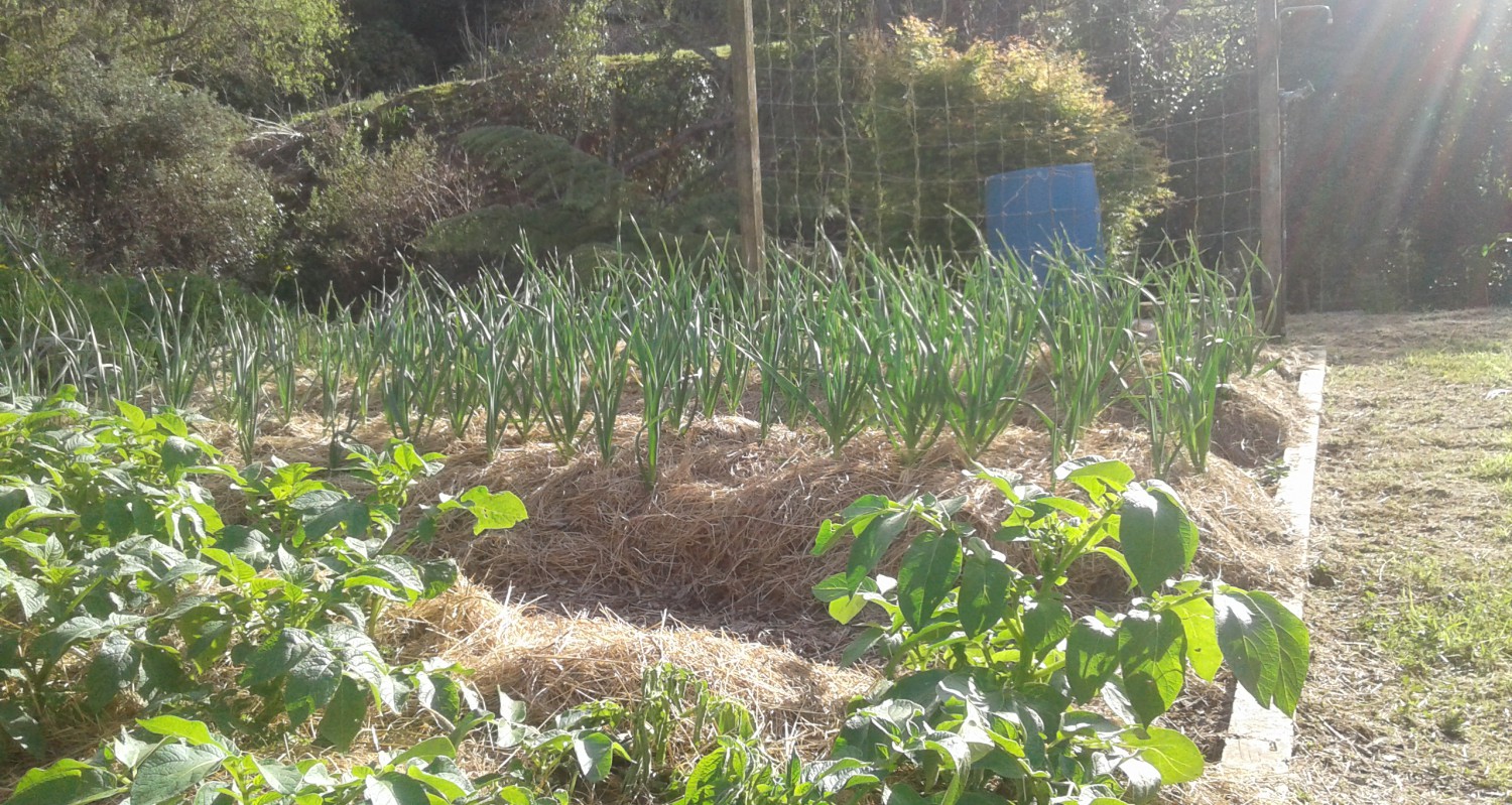 Productive Garden Plants – Korito Education