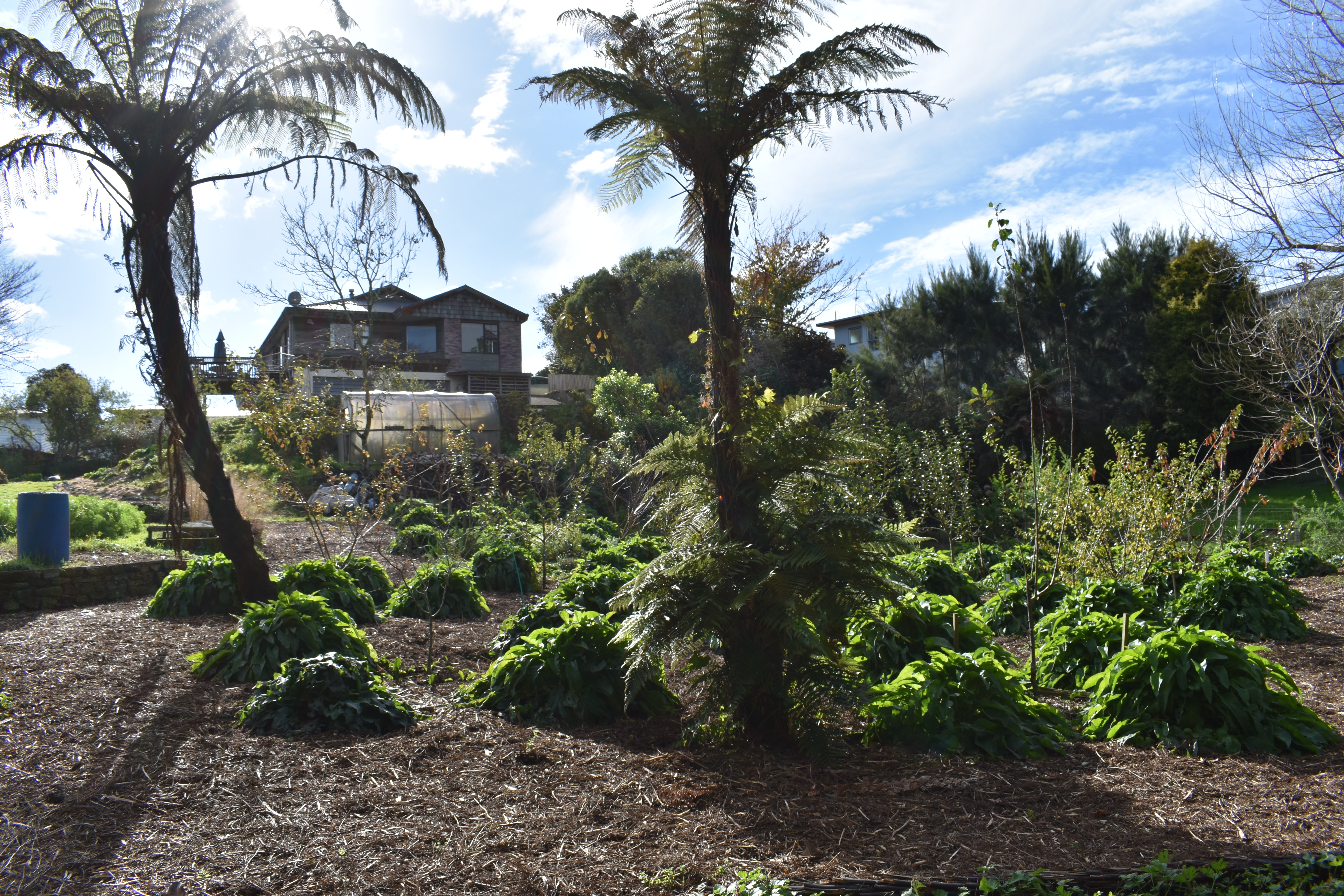 Permaculture Courses – Korito Education